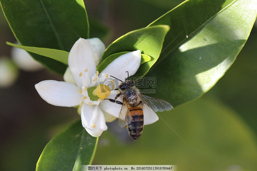 000模式RGB体积3.167MB图片_动物昆虫_自然风景-图行天下素材网