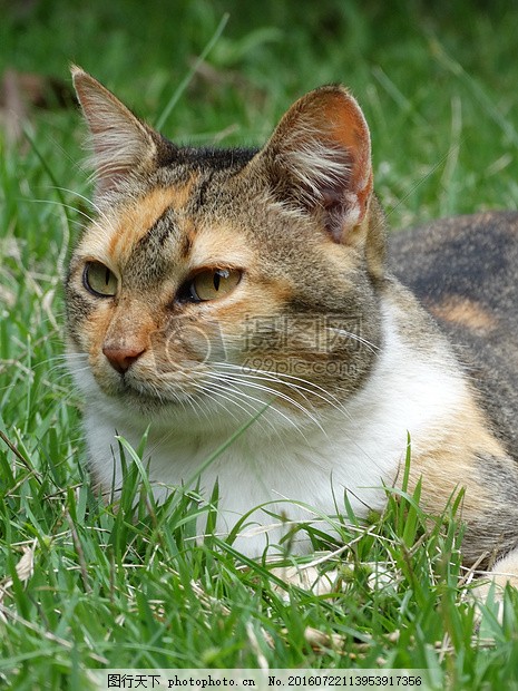 000尺寸27363648像素模式RGB体积3.278MB图片_动物昆虫_自然风景-图行天下素材网