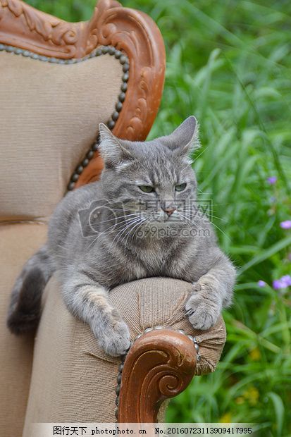 公主Anaki图片_动物昆虫_自然风景-图行天下素材网