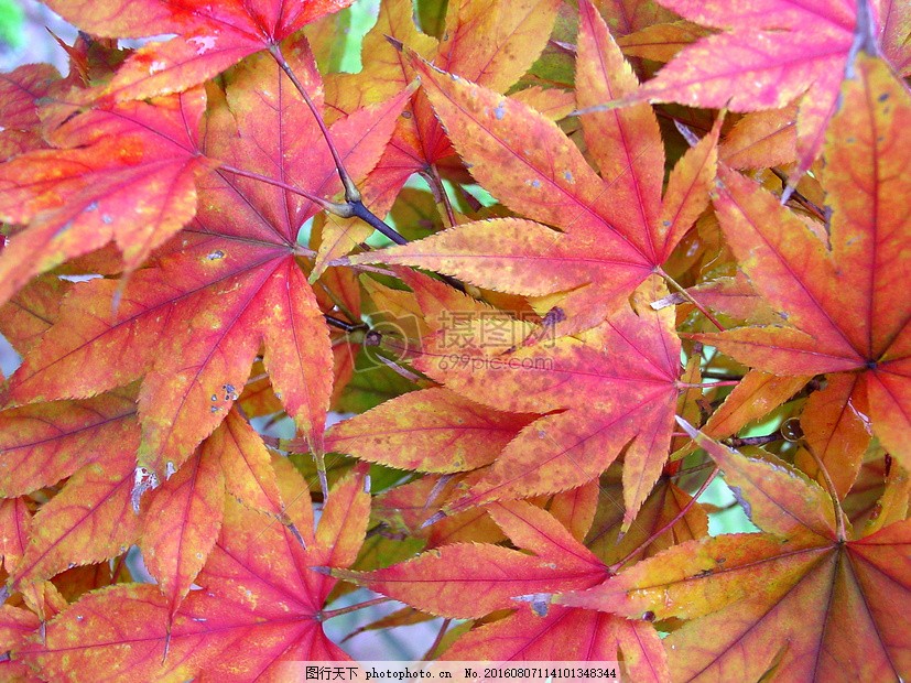 红色枫叶抽象背景图案图片_其他_背景底纹-图行天下素材网